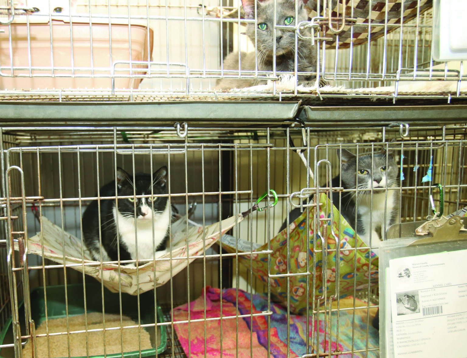 Animal workers step in to avert cat-astrophe | Ocala Gazette