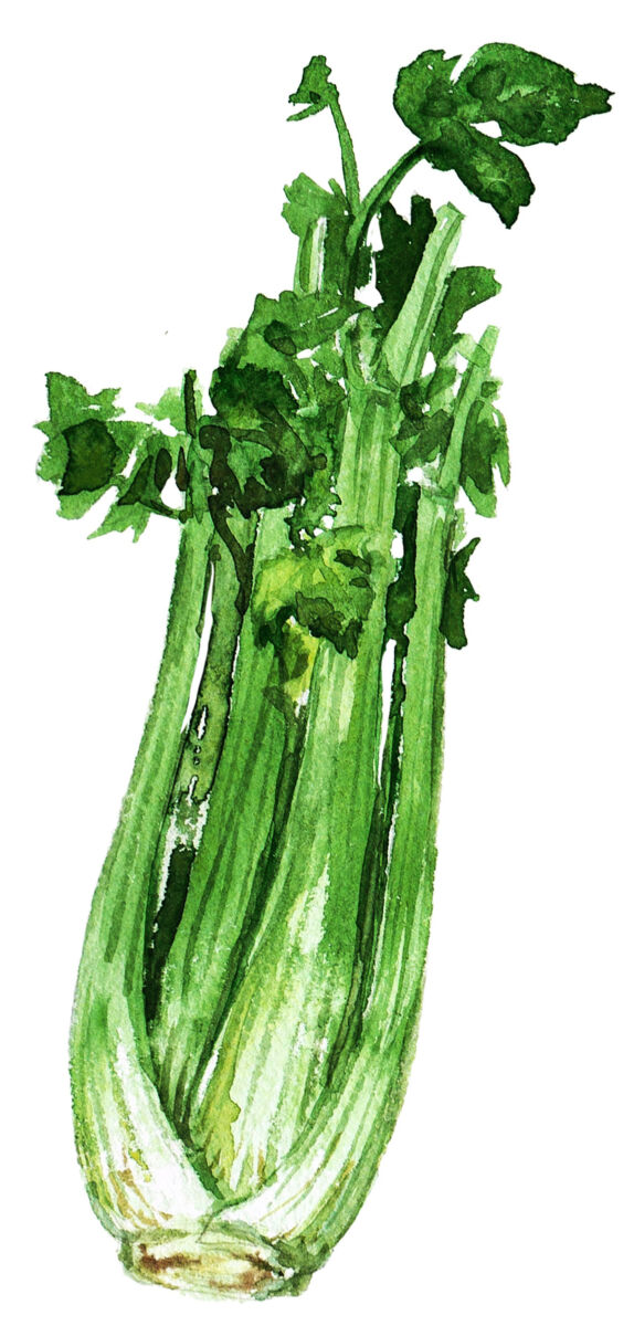 Summer gardening in your kitchen | Ocala Gazette