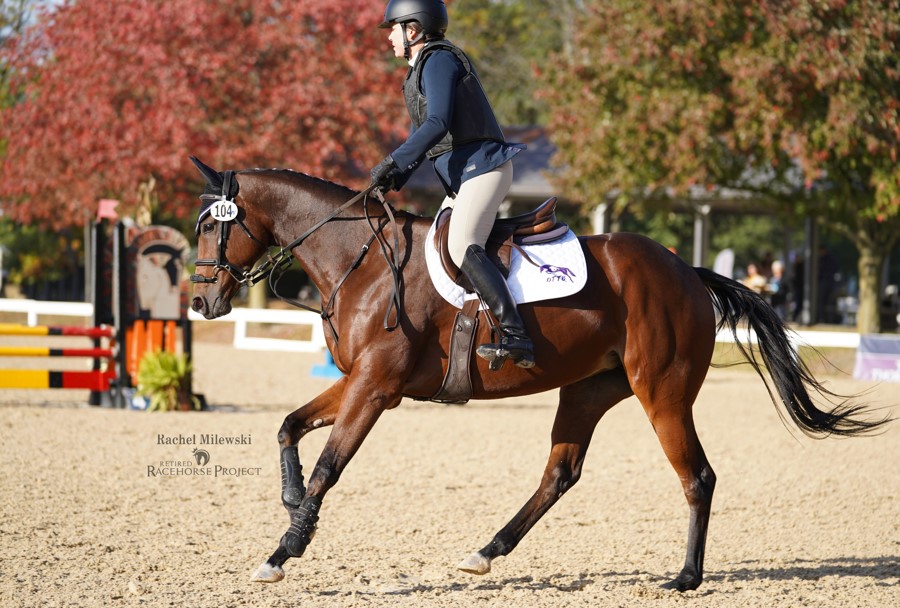 Right horse, right time | Ocala Gazette