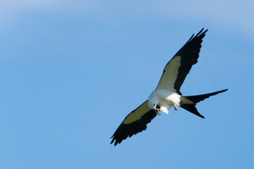 Bird of the week 2024 | Swallow-tailed kite | Ocala Gazette