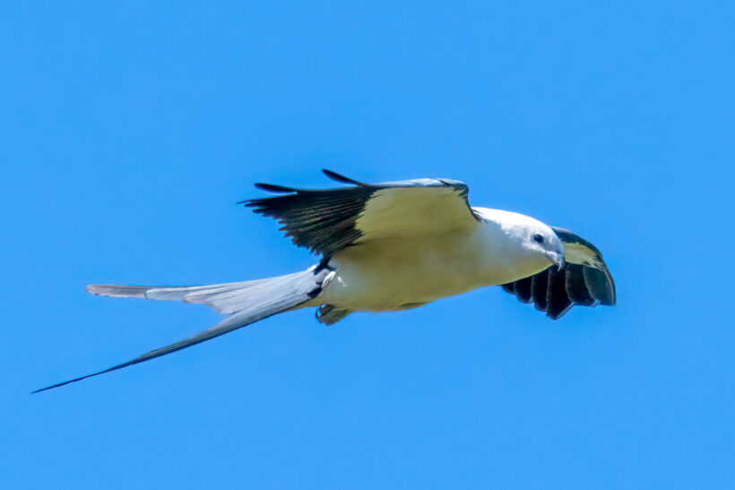 Bird of the week 2024 | Swallow-tailed kite | Ocala Gazette
