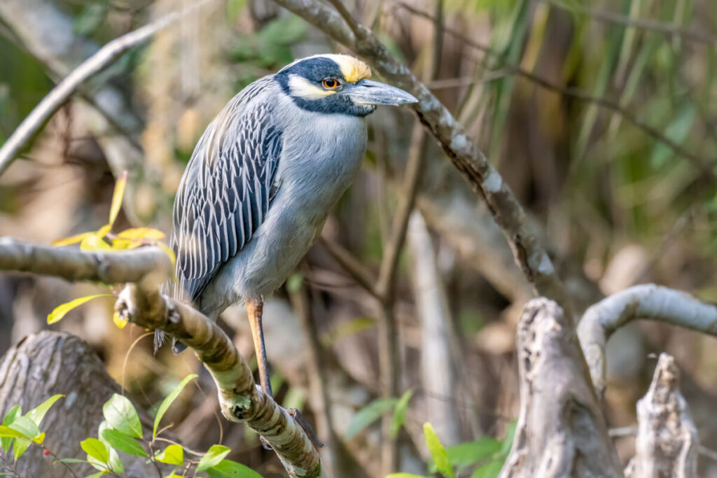 Bird of the week 2024 | Yellow-crowned night heron | Ocala Gazette