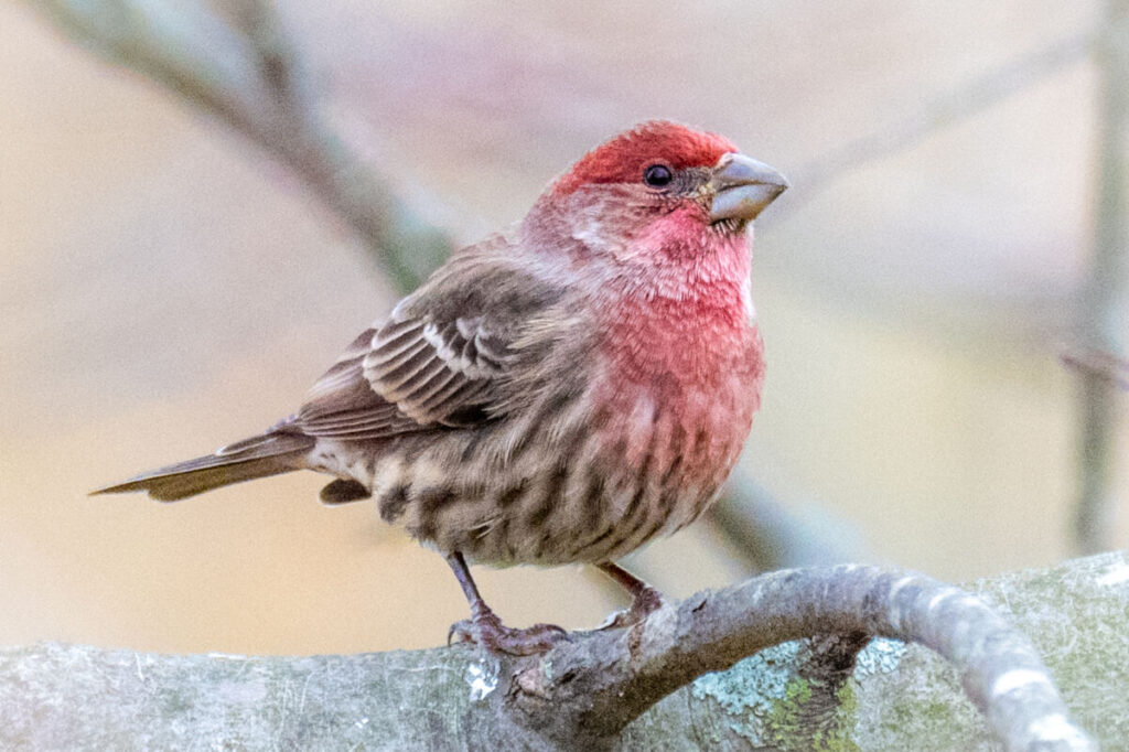 The Great Backyard Bird Count is coming up | Ocala Gazette