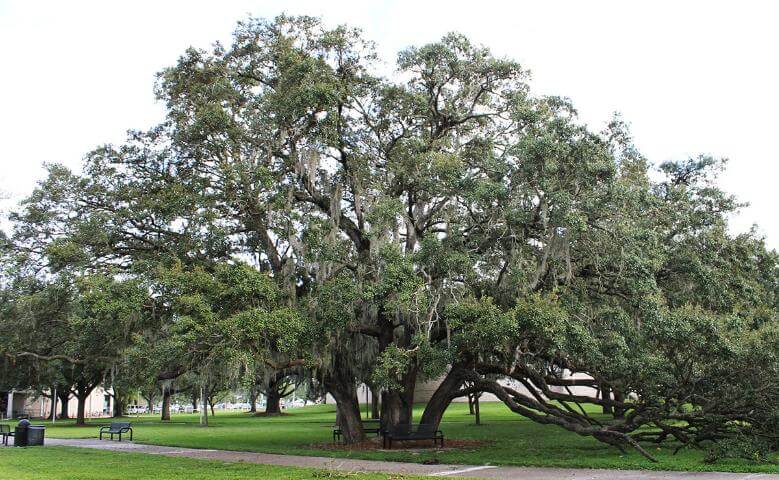 Made in the shade | Ocala Gazette