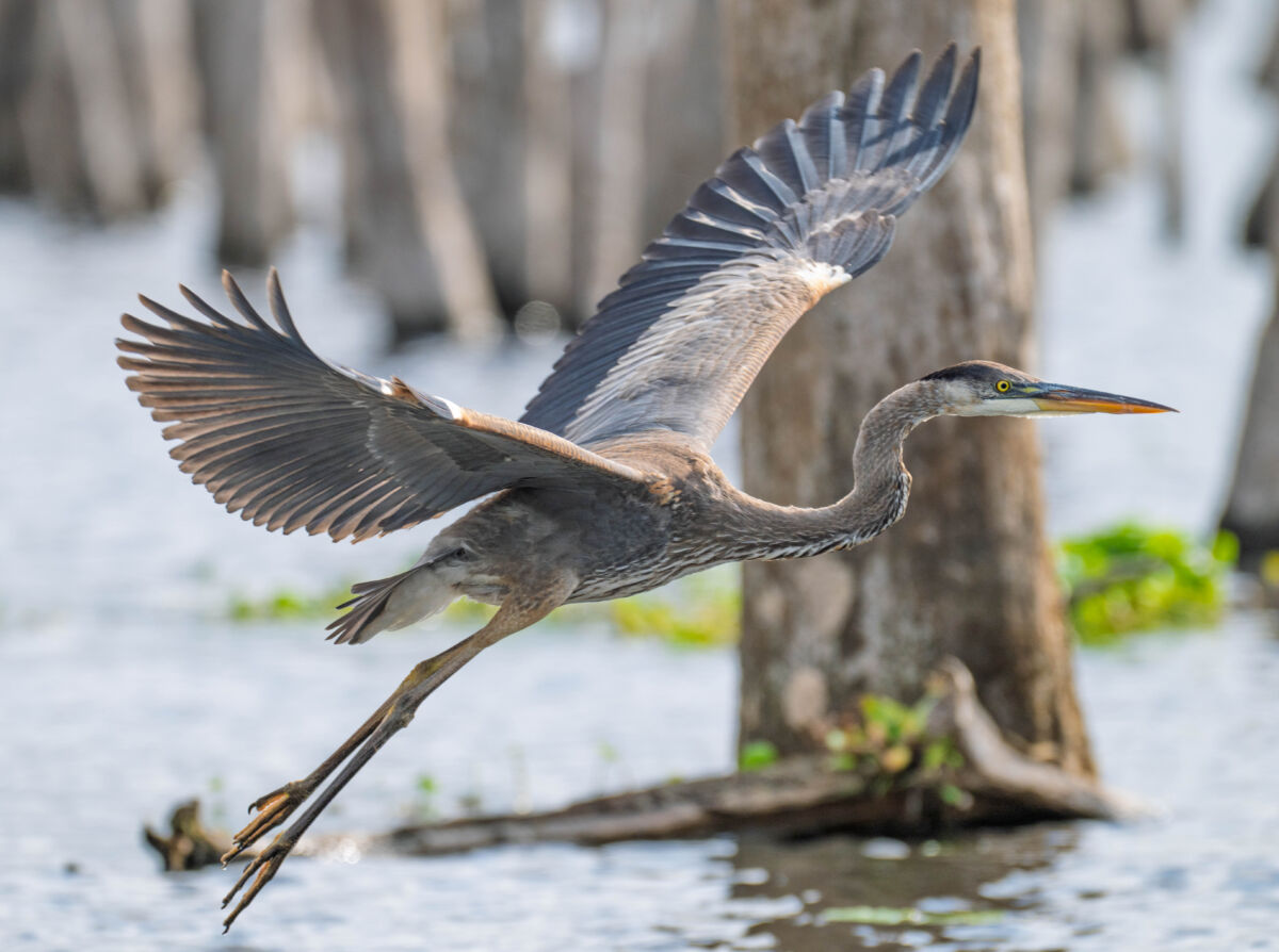 Ocklawaha River drawdown is a major attraction | Ocala Gazette